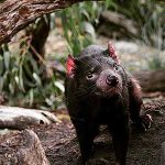 Maru Koala & Animal Park animals | Maru Koala and Animal Park