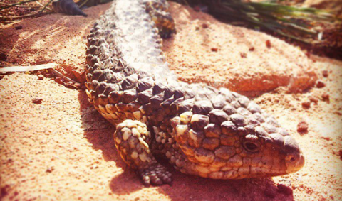 Welcome to Maru Koala & Animal Park